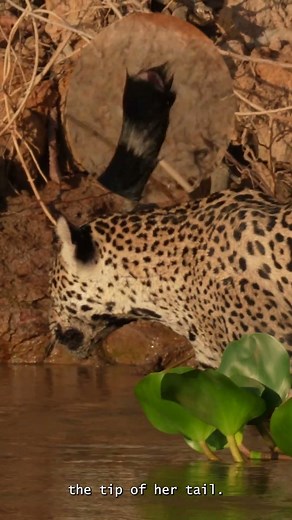 This jaguar is easy to identify once know about the piranhas🐟😬