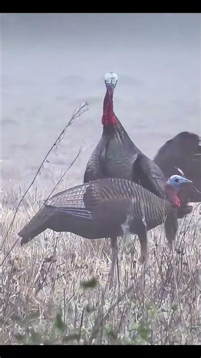 The Art of Turkey Hunting: A Comprehensive Guide for Beginners #turkeyhunting #gobblerhunting