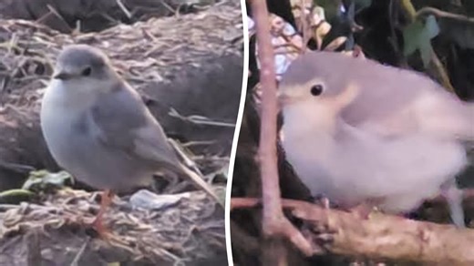 Wildlife photographer captures footage of 'extremely rare' white robin