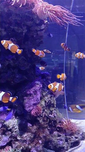Real-Life Dory & Nemo 🐠✨ | Clownfish at Valencia Oceanogràfic #Shorts