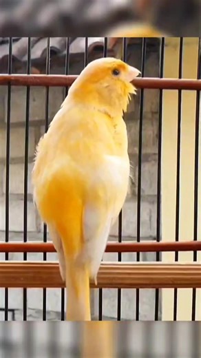 canary | animal sounds #birds #canary #animallife