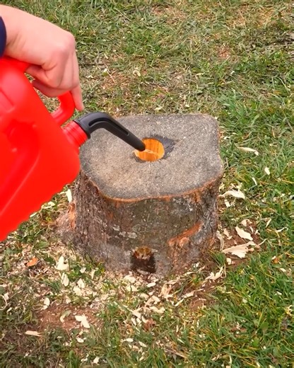 Here's how you can remove a tree stump from your backyard!🔥 | Art & Landscape Design