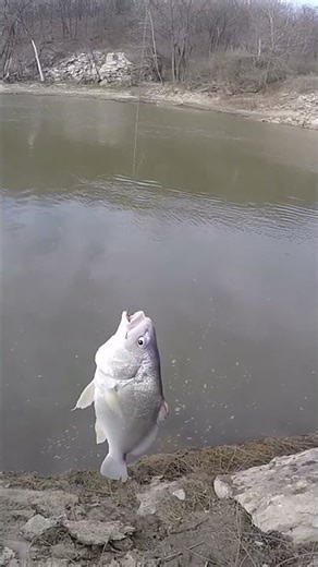 Keep It Simple… Worms Still Catch Fish