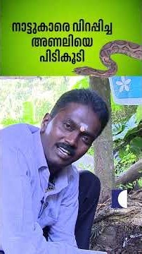 നാട്ടുകാരെ വിറപ്പിച്ച അണലിയെ പിടികൂടി #russelsviper #vavasuresh