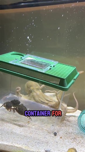 🐙 Watch Tommy the octopus show off his problem-solving skills! 🦀🦀🦀 He didn't go for the easy way, he ripped the whole lid off! What a stud! #OctopusGenius #TommyTheOctopus 🌊 #exoticanimals