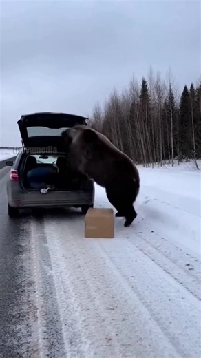 A heart-pounding scene was captured on a rural highway when a grizzly bear and her two cubs charged a man loading his car on the snowy shoulder. The video captures the man diving into his station wagon's trunk and slamming the hatch just as the massive predator reaches him. The bear proceeds to launch a ferocious attack on the vehicle, shattering the rear glass and rocking the car with immense power before the man manages to pull away and drive to safety. Wildlife officials urge the public to re