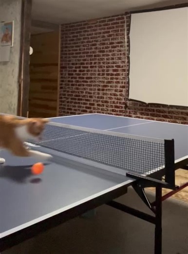 Five Feline Farm on Instagram: "How to play ping pong. Lesson 1."