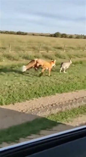 Nature in Action Wild Fox Chasing a Rabbit Car POV