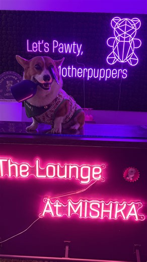 😇 Colton 🐻 & Bacon 🥓 on Instagram: "Sunday Funday Recap: We left the house super early to catch a flight ✈️ to visit our Bay Area besties for our annual Corgi Christmas Pawty at @mishkalounge ❤️🐾💚 We stopped at @pier39 for lunch and got to check out some fun Christmas decorations! We had soooooo much fun hanging with our friends and eating delicious goodies during our quick 20 hour trip! Shout out and BIG "Thank You" to @__euphoria__ and @mishka_dog_cakes for hosting our pawty! We took a la