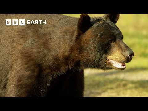 Wild Mexico | Extraordinary Wildlife Encounters | BBC Earth