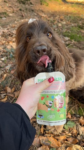 Recall Training✨ Recall never fails when meaty licks is involved 👅 With so many flavours to choose from meaty licks have got your recall needs covered. Today we used peanut butter jelly 🍓🥜 & as you can see Riley LOVED it 😋 Use our code below to get 10% off your next order from @apexpetproducts 🛒✨ 🏷️RILEY_COCKER_SPANIEL #meatylicks #apexpetproducts #recalltraining #recall #showcockerapaniel | Riley - The Fluffy Show Cocker Spaniel