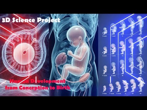The Miracle of Life: From Conception to Birth | Complete Human Development #pregnant #medical