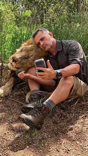 Giving a LION a Chin Scratch #cat #wildlife #animals