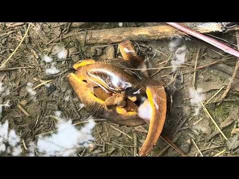 Rare footage of newt's mating 