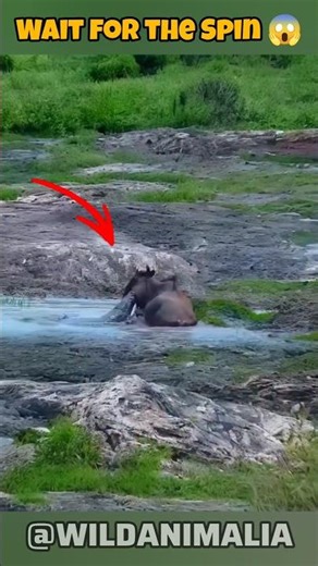 Crocodile's Spinning Attack is Absolutely Insane #Shorts #Wildlife #Nature