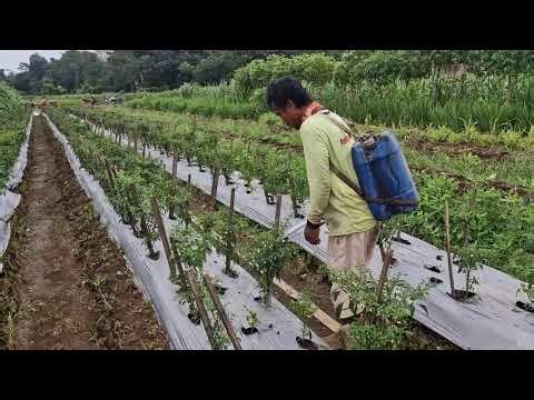 SMART FARMING TECHNIQUE: EASY LIQUID FERTILIZER APPLICATION FOR CHILI PLANTS - Agriculture Gardening