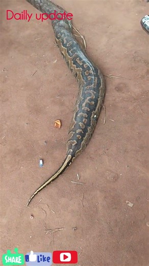 Rare attacks on humans, like one case where a python attacked a 3-year-old boy in Africa Africa