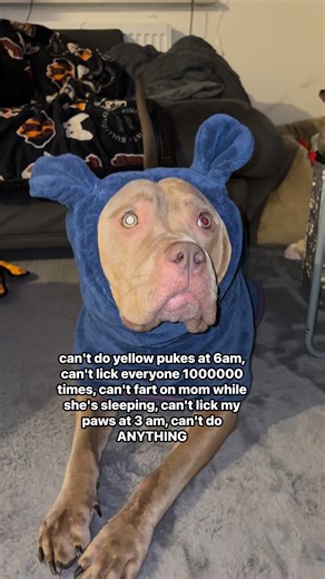 Odin the XL bully on Reels