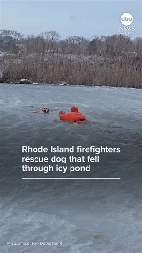 A yellow Labrador out for a walk with his owner in Rhode Island was rescued by firefighters on New Year's Day after he wandered onto a thin layer of ice covering a pond and fell through the center. Volunteer firefighters and other emergency officials were dispatched Thursday for a water rescue, according to the Misquamicut Fire Department. Once on scene, firefighters saw the dog — Phoenix — struggling and unable to move to shore in the slushy, icy water. Officials donned ice rescue suits, which 