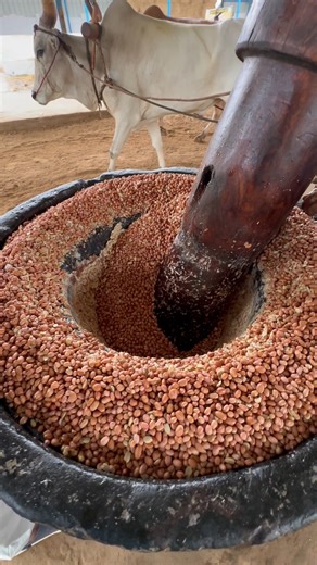Traditional Process Of Making GroundNut Oil By Bull Power | Namaste India