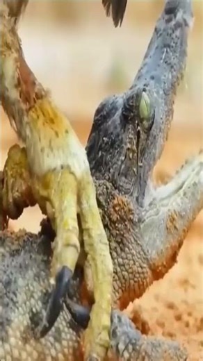 Most Epic Eagle Attacks Ever Caught on Camera !