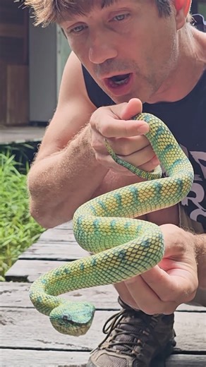Holding a Venomous Snake: Bornean Pit Viper! #snakes #reptiles #animals | Wild Charles