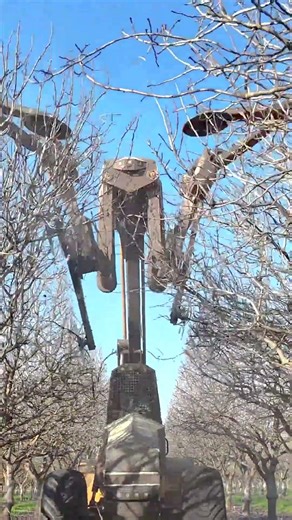 Fast and Precise Mechanized Pruning of Tall Trees in an Orchard