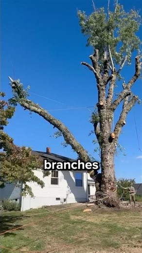 How Trees Are Cut Down Above Houses