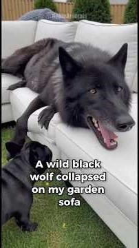 My Dog Assisted In The Birth Of A Wild Wolf