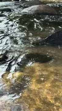 Forest Stream. Flowing Water. Mountain Stream Flowing 24/7. White Noise, Nature Sounds for Sleeping.