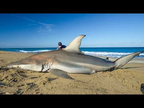 1000's of Sharks INVADE Florida Beach...Catch Clean Cook (Blacktip Shark)