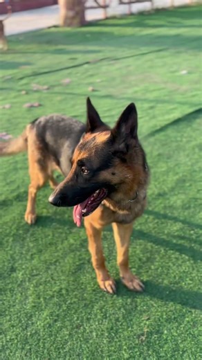 🔥 Top 10 Protector Dogs for Your home🏡🐶