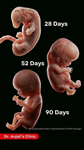 Human Growth: 28 Days vs 90 Days (Incredible!) 🇺🇸