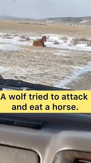 Horse Saved from a Wolf’s Jaws!