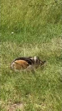 African Rock Python Strike Impala