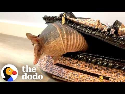 Rescued Armadillo Love To Take Naps in His Favorite Suitcase | The Dodo