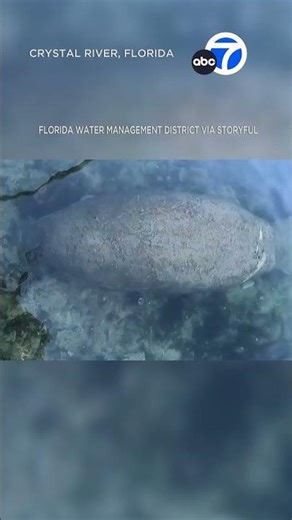 Hundreds of manatees gather in toasty waters