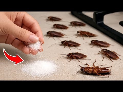 How to Kill Cockroaches Using SUGAR – Simple Yet Effective|Clever tricks