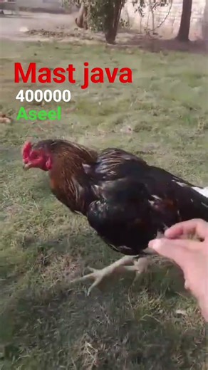 Mast java #Mast #java #aseelmurga #murgchana #swataseels #birds #roosterfarm #murga #chickenrecipe