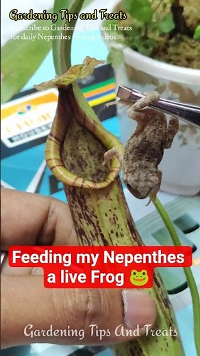 Feeding my Nepenthes a live frog 🐸🐸 #shorts #nepenthes #carnivorousplant #pitcherplant #short