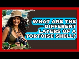 What Are The Different Layers Of A Tortoise Shell? - Reptilian Wonders