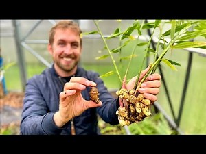 KOMPLET GUIDE TIL HØST OG OPBEVARING AF INGEFÆR FRA KØKKENHAVEN