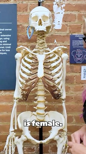 Ever wondered how to tell the difference between a male and female skeleton? Masha from the Bone Museum in Brooklyn gave me a crash course—and trust me, it’s not just about the pelvis. The skull holds secrets too. Come get spooky and smart with us.#BoneMuseum #BrooklynBones #Osteology #DeathEducation #SkeletonFacts #MorticianOnTheMove #PelvisVsSkull #SkullAnatomy #MacabreButMakeItEducational #DeathTok #AnatomyNerd | Lauren the Mortician