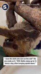 This sloth knows how to snack in style!🌽🦥 | storyful