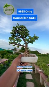 WhatsApp Only (M) 9873424924 All India Shipping Available Minimum order 2pc Shipping and packing charges extra . . . #bonsai #bonsaiexpert #bonsaisociety #bonsaitree #chalobagwanikaren #chalobagwanikare #gardening | Chalo Bagwani Kare