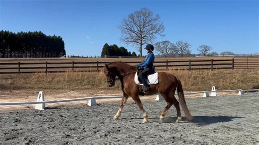A couple of you have asked me what the ‘Swinging volte’ is that is my favorite warm-up exercise. Essentially, it is a walking turn-on-the -forehand on a 10 m circle. The rider wants to keep the two front legs describing the circle without crossing, and then the inside hind crosses with each step. When the rider feels the horse is yielding and softening nicely from the inside leg, we spiral out and go straight into trot, and today, into canter as well as we had Palo nicely set up for it. It is a 
