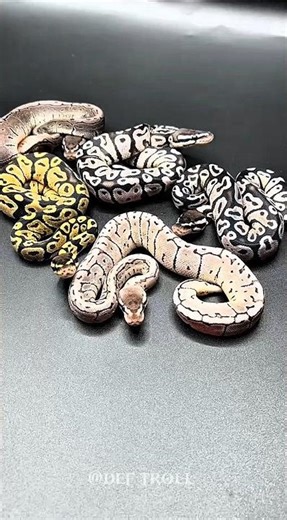 Nature’s Art: The Most Beautiful Snakes Ever! 🌿