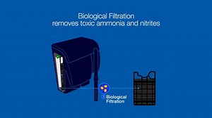 Watch Tetra Aquarium Basics, Three-Stage Filtration on Amazon Live