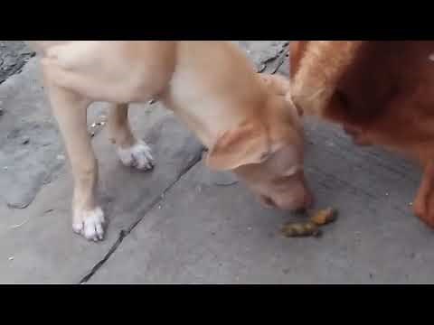 DOG EATS ANOTHER DOG'S POOP (VERY FUNNY)