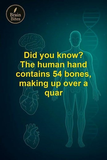 Amazing Human Body Fact: The human hand contains 54 bones, making up over a...